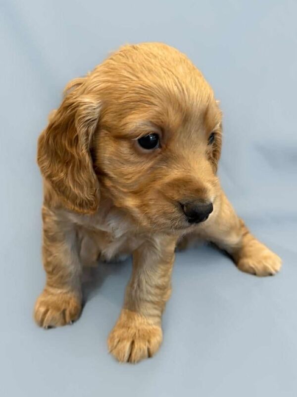 Liver/Chocolate Cocker Spaniel Puppies For Sale | Cocker Spaniel Owners