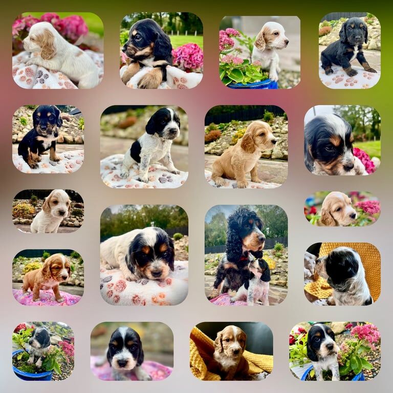 Kennel Club Registered Blue Roan Cocker Spaniel Puppies For Sale ...