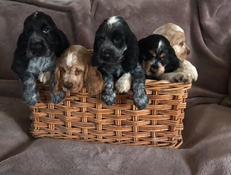 Blue Roan Cocker Spaniel Puppies For Sale | Cocker Spaniel Owners