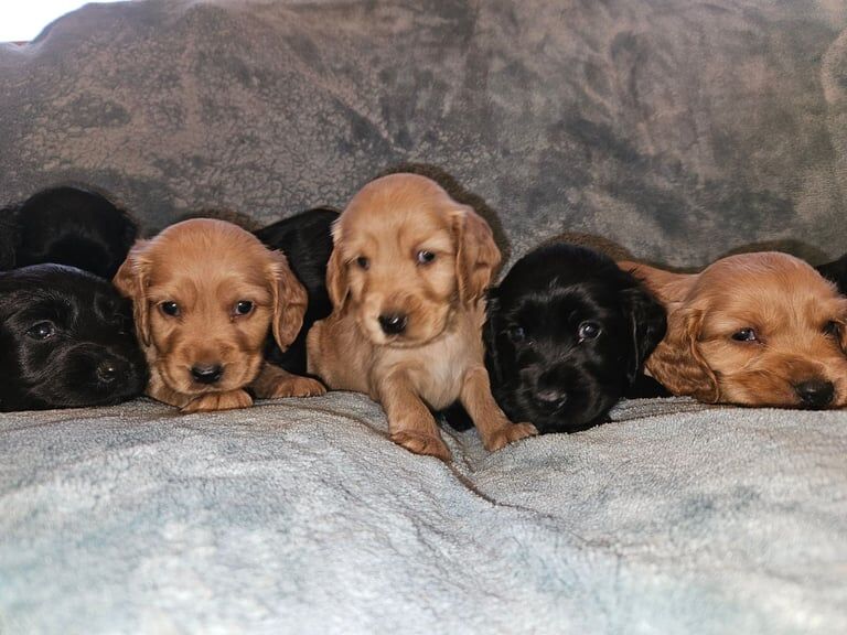 Cocker Spaniel Puppies For Sale In Scotland | Cocker Spaniel Owners