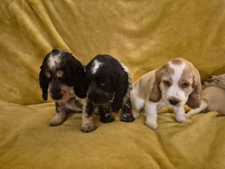 Show Cocker Spaniel Puppies For Sale | Cocker Spaniel Owners