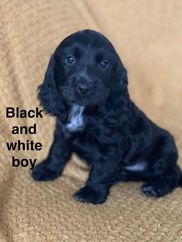 Show Cocker Spaniel Puppies For Sale | Cocker Spaniel Owners