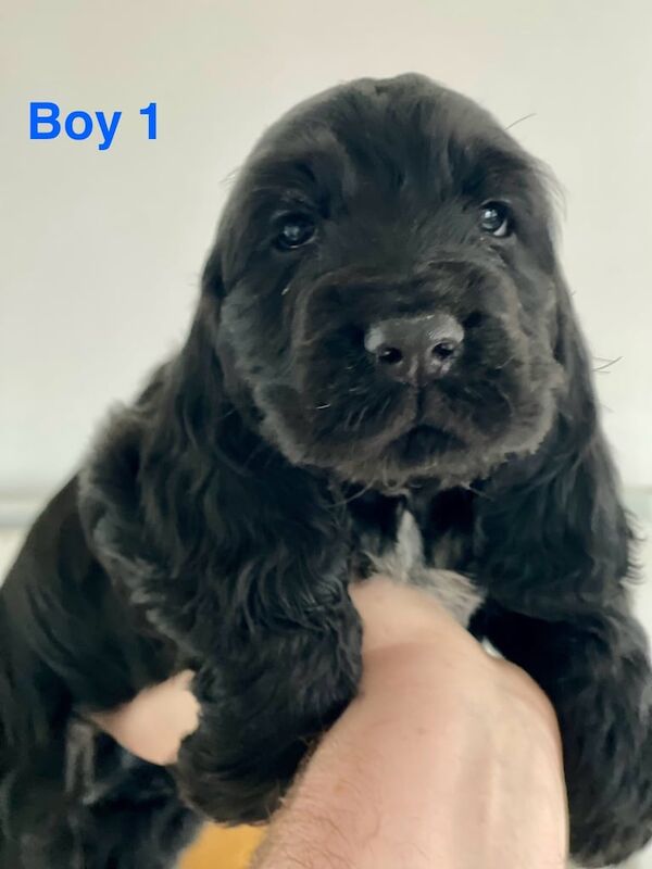 Show Cocker Spaniel Puppies For Sale | Cocker Spaniel Owners