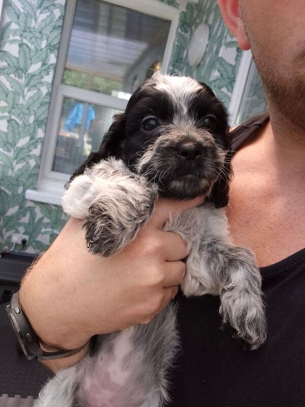 Blue Roan Cocker Spaniel Puppies For Sale | Cocker Spaniel Owners