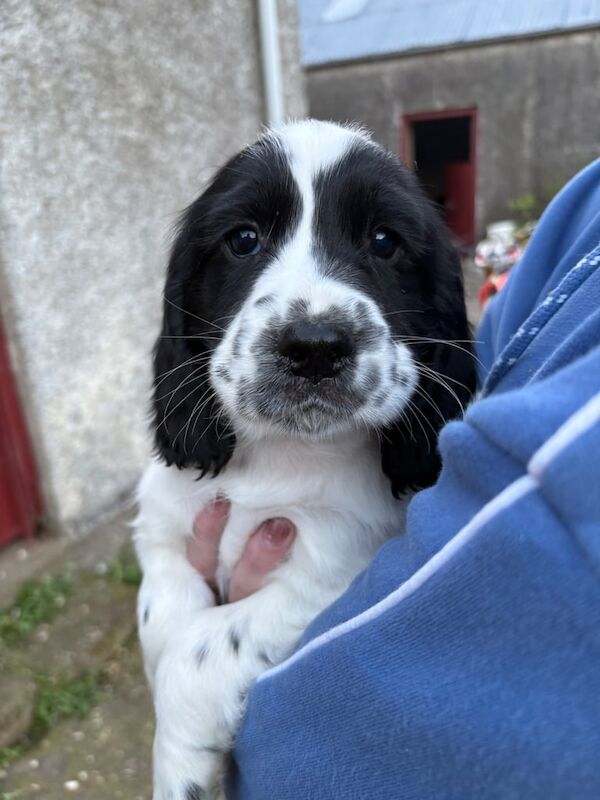 Cocker Spaniel Puppies For Sale From Private Sellers Under £665 ...