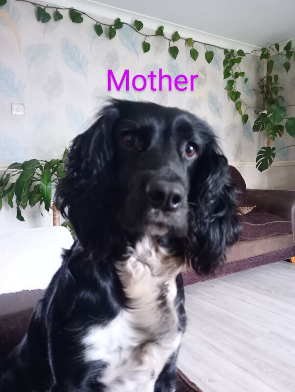 Cocker Spaniel Puppies For Sale In Scotland | Cocker Spaniel Owners
