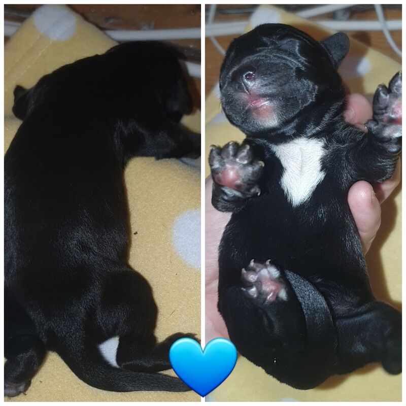 COCKERDALE PUPS READY APRIL - Cocker Spaniel Puppies For Sale in Hett ...