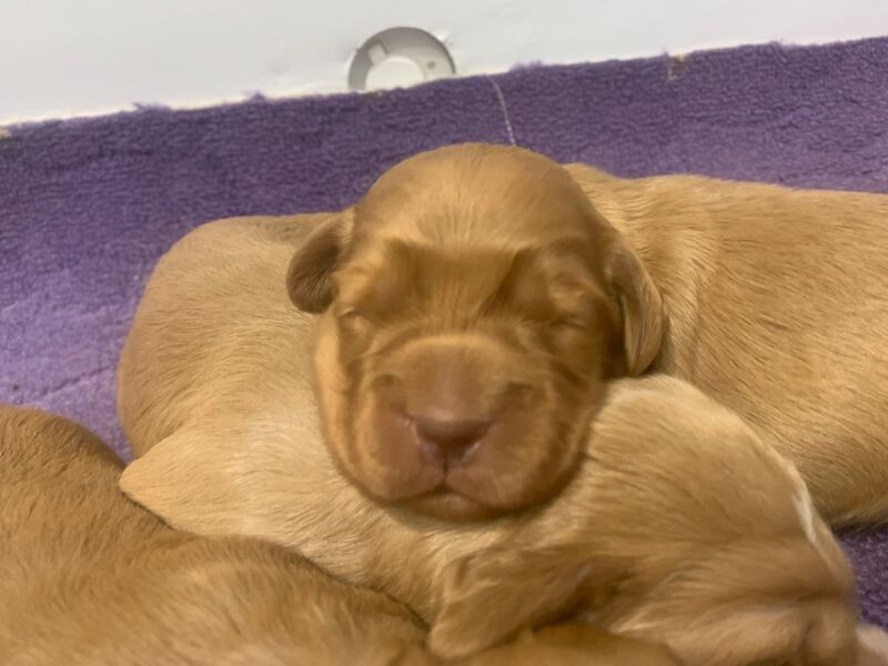 Kennel Club Registered Health Tested Cocker Spaniel Puppies For Sale ...