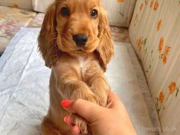 Buy and sell Cocker Spaniel puppies and dogs online | Cocker Spaniel Owners