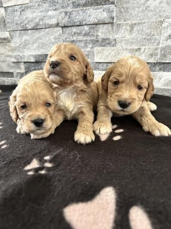 Cocker Spaniel Puppies For Sale | Cocker Spaniel Owners