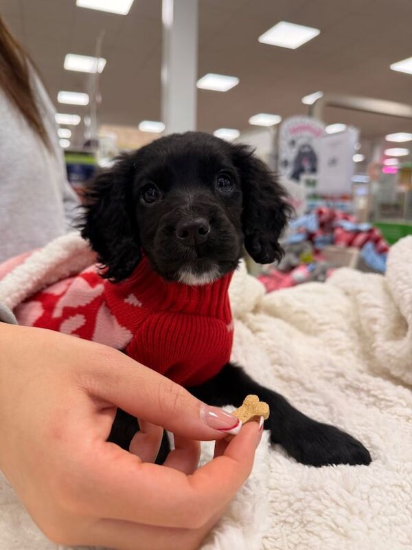 For Sale !! Only To A Loving Home !! - Cocker Spaniel Puppies For Sale ...