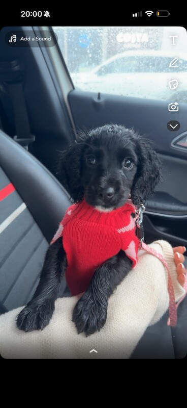 For Sale !! Only To A Loving Home !! - Cocker Spaniel Puppies For Sale ...