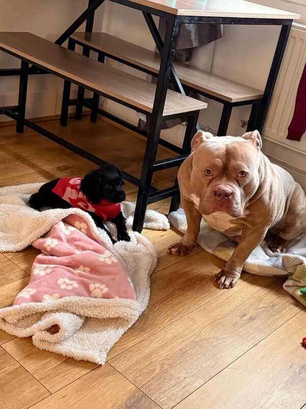 For Sale !! Only To A Loving Home !! - Cocker Spaniel Puppies For Sale ...