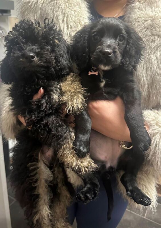For Sale !! Only To A Loving Home !! - Cocker Spaniel Puppies For Sale ...