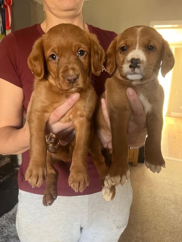 Black Health Tested Cocker Spaniel Puppies For Sale | Cocker Spaniel Owners