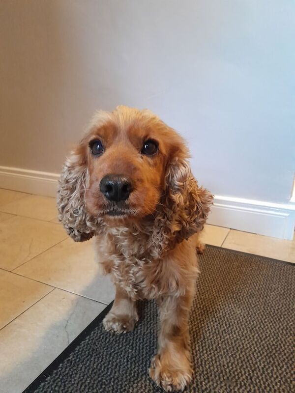 Golden Cocker Spaniel Puppies For Sale | Cocker Spaniel Owners