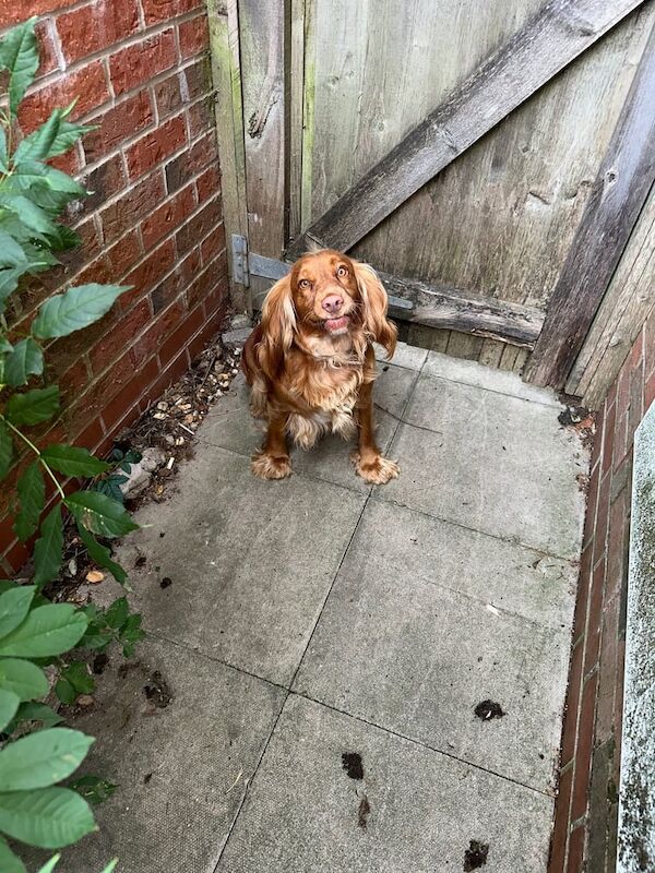 Kennel Club Registered Golden Cocker Spaniel Puppies For Sale | Cocker ...