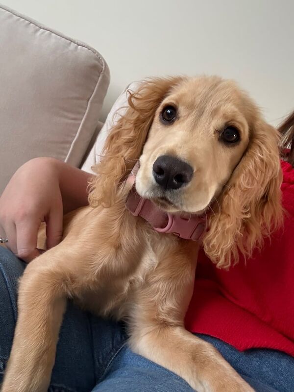 Kennel Club Registered Golden Cocker Spaniel Puppies For Sale | Cocker ...