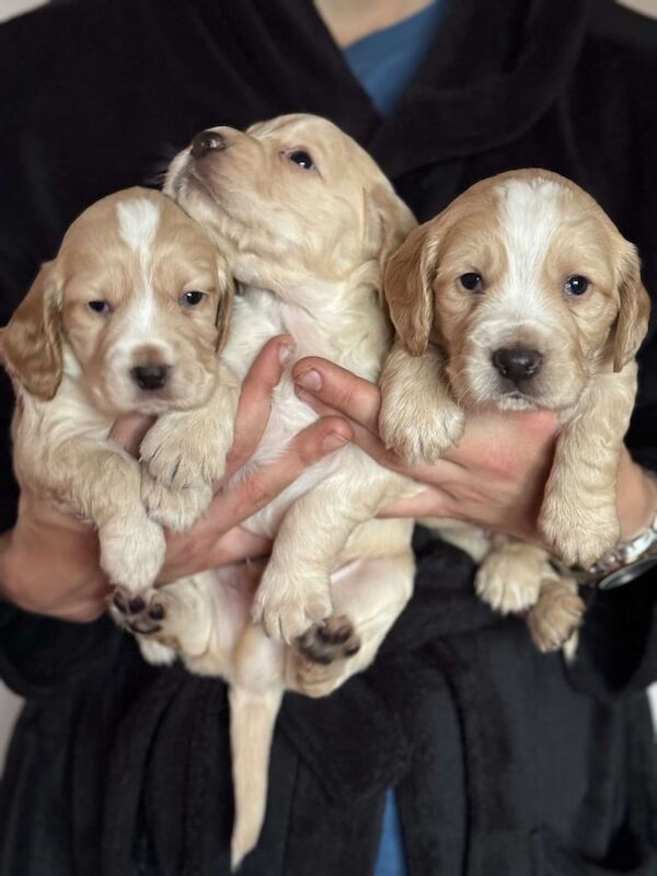 Kennel Club Registered Golden Cocker Spaniel Puppies For Sale | Cocker ...