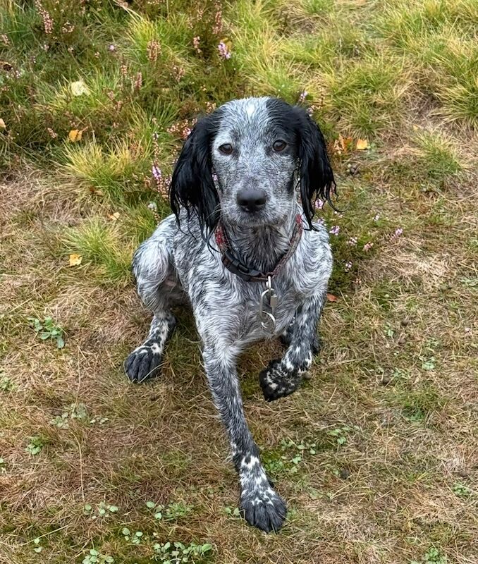 Interest List Open - Cocker Spaniel Puppies For Sale in Sutton ...