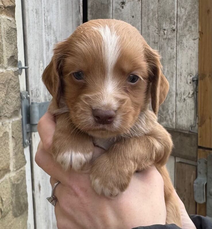 Liver/Chocolate Cocker Spaniel Puppies For Sale | Cocker Spaniel Owners
