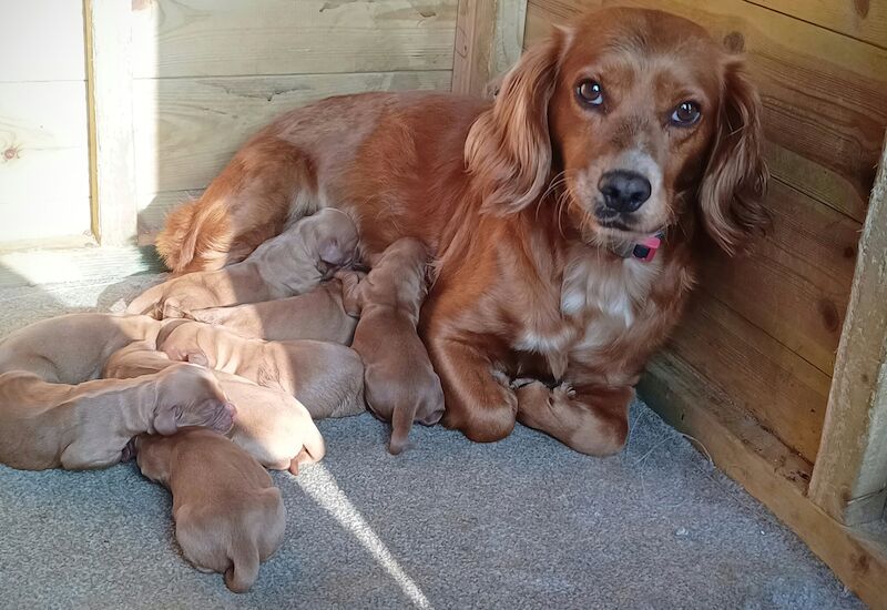 Golden Cocker Spaniel Puppies For Sale | Cocker Spaniel Owners