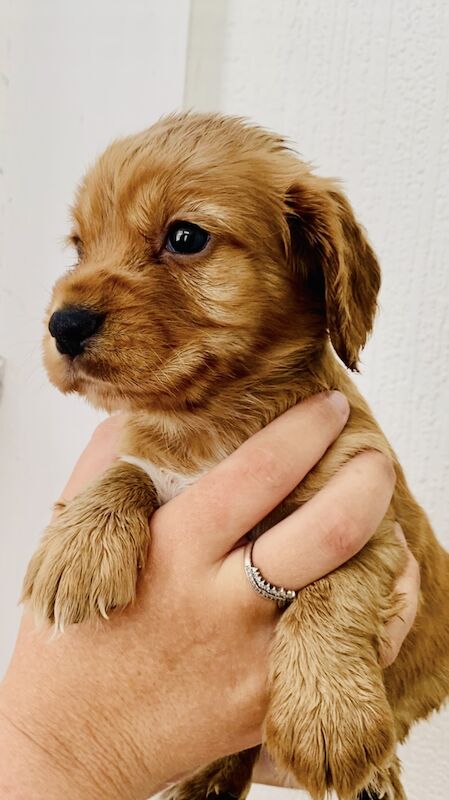 Kennel Club Registered Golden Cocker Spaniel Puppies For Sale | Cocker ...