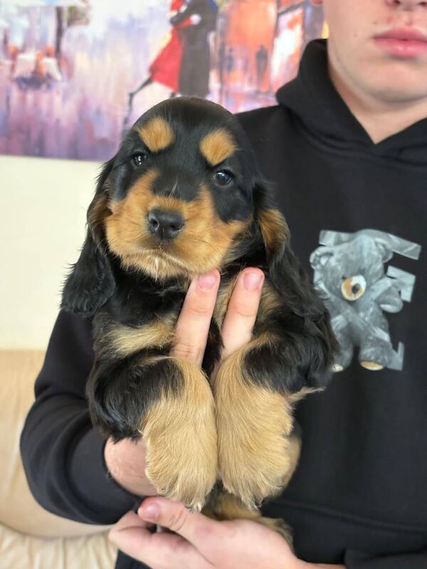 Kennel Club Registered Golden Cocker Spaniel Puppies For Sale | Cocker ...