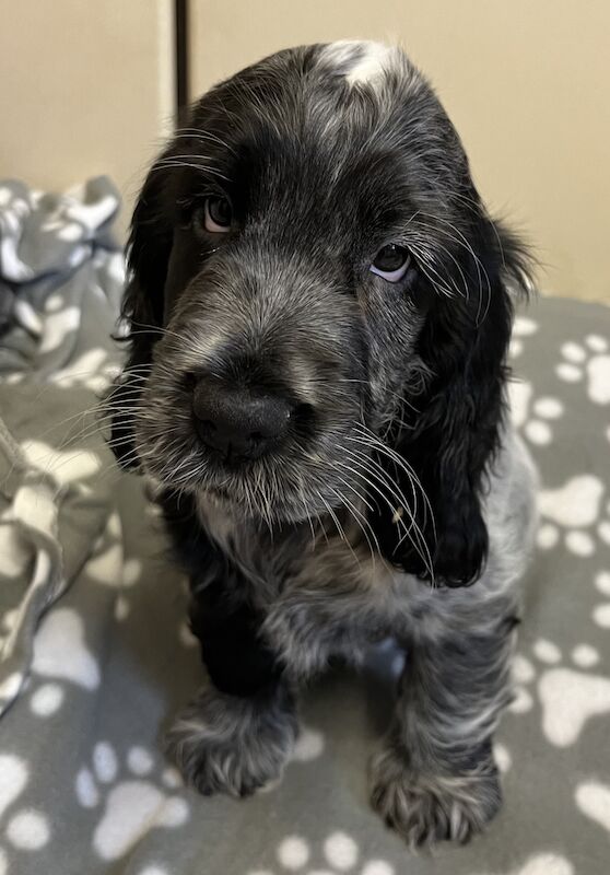 Blue Roan Cocker Spaniel Puppies For Sale | Cocker Spaniel Owners