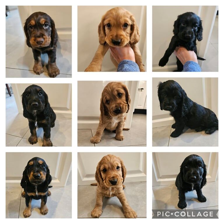 Kennel Club Registered Golden Cocker Spaniel Puppies For Sale | Cocker ...