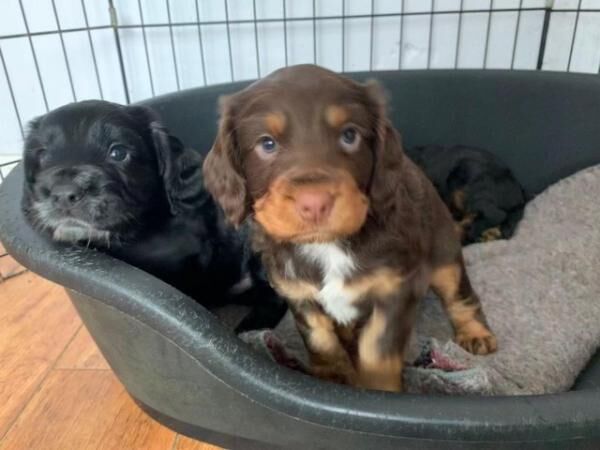 Kennel Club Registered Cocker Spaniel Puppies For Sale | Cocker-spaniel ...