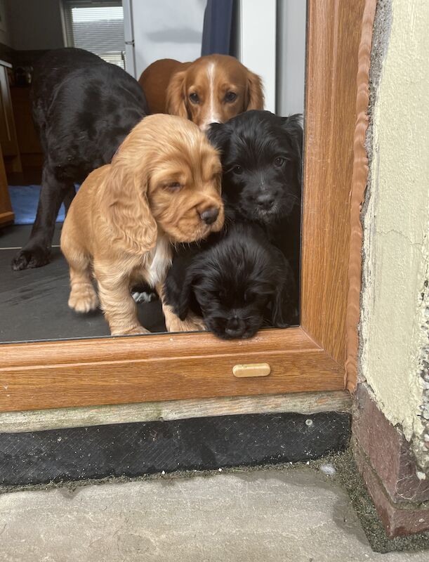 Working Cocker Spaniel Puppies For Sale | Cocker Spaniel Owners