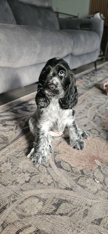 Blue Roan Cocker Spaniel Puppies For Sale | Cocker Spaniel Owners