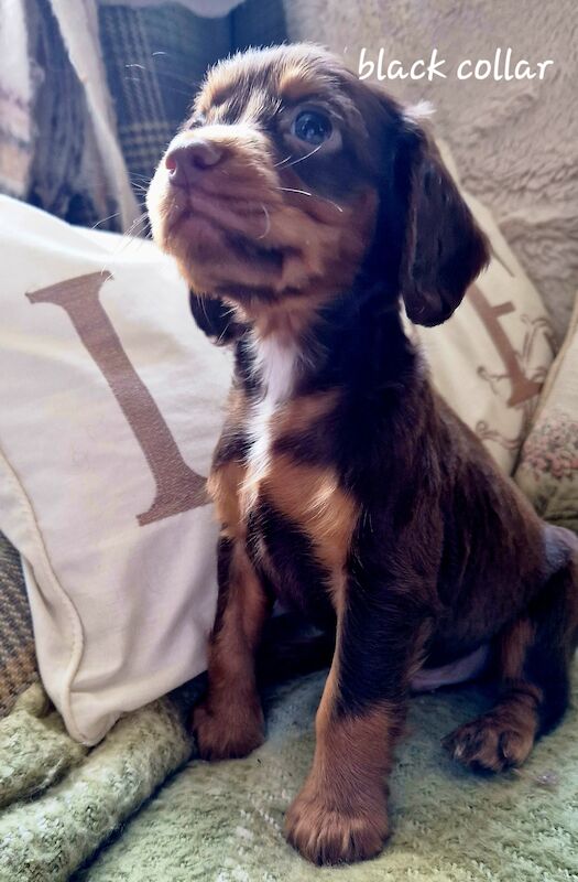 Kc Registered Choc & Tan / Red Working Cockers - Cocker Spaniel Puppies ...