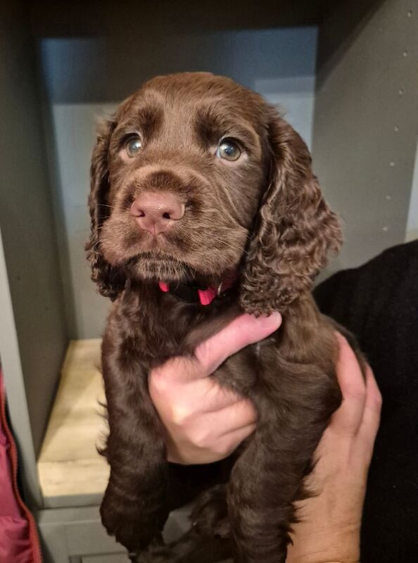 KC Registered Chocolate Cocker Spaniels - Cocker Spaniel Puppies For ...