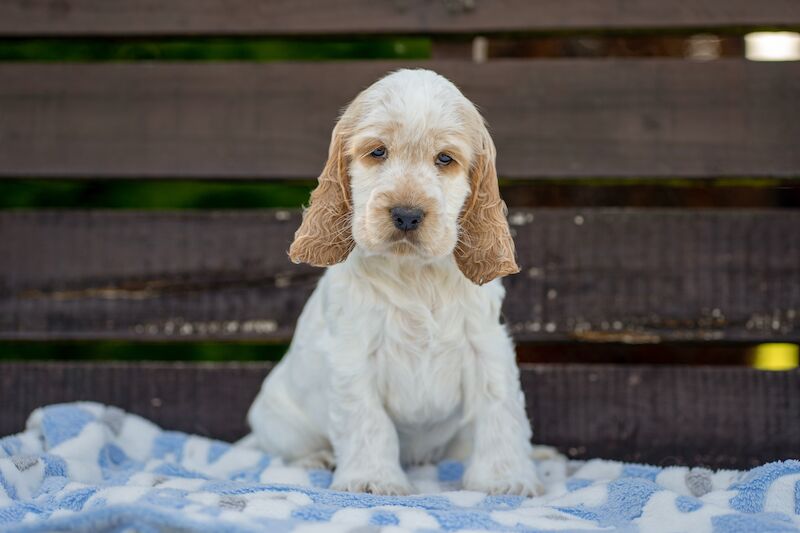 Show Cocker Spaniel Dogs And Puppies For Sale
