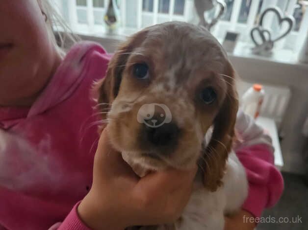 Cocker Spaniel Puppies For Sale | Cocker Spaniel Owners