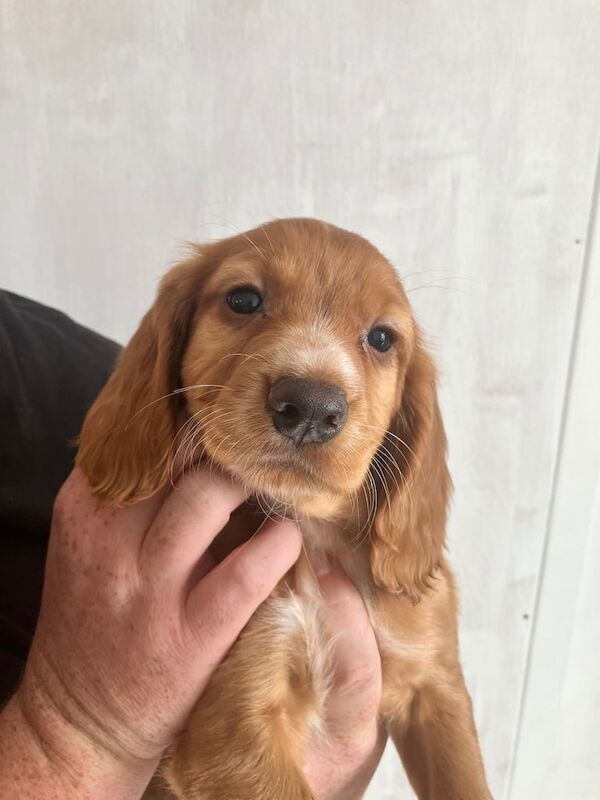 Cocker Spaniel Puppies For Sale From Private Sellers Under £665 ...