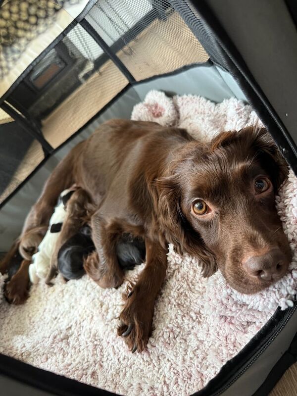 Liver/Chocolate Cocker Spaniel Puppies For Sale | Cocker Spaniel Owners