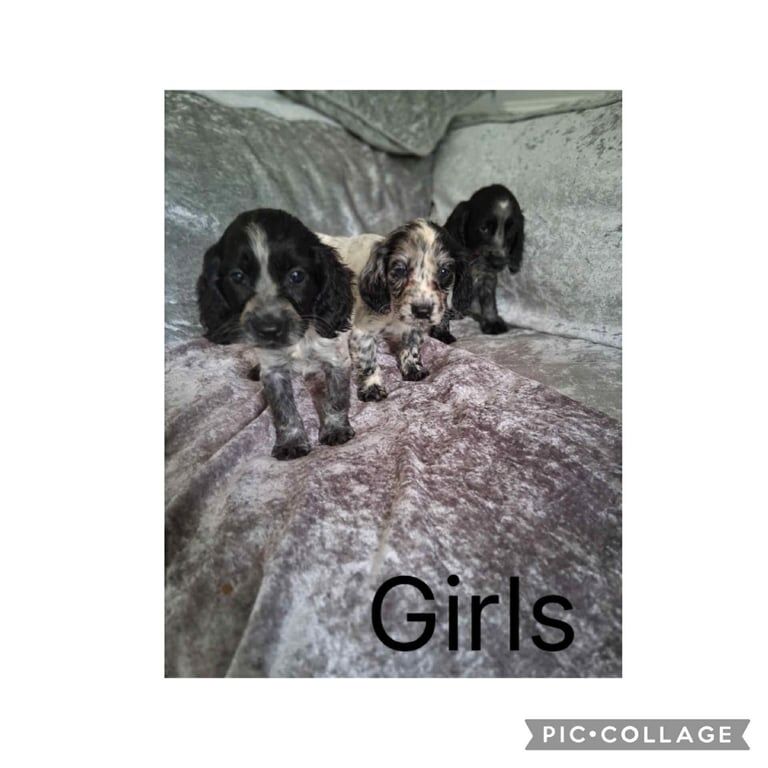 Blue Roan Cocker Spaniel Puppies For Sale | Cocker Spaniel Owners