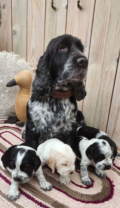 Kennel Club Registered Blue Roan Cocker Spaniel Puppies For Sale ...
