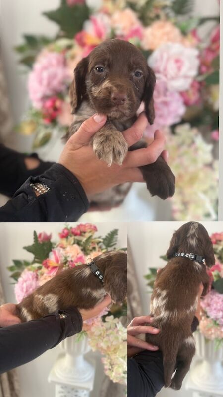 Puppies - Cocker Spaniel Puppies For Sale in Middlesbrough, North ...