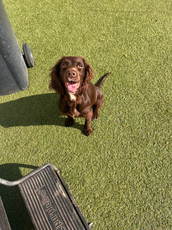 Puppies - Cocker Spaniel Puppies For Sale in Middlesbrough, North ...