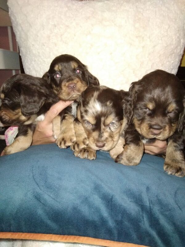 Liver/Chocolate Cocker Spaniel Puppies For Sale | Cocker Spaniel Owners