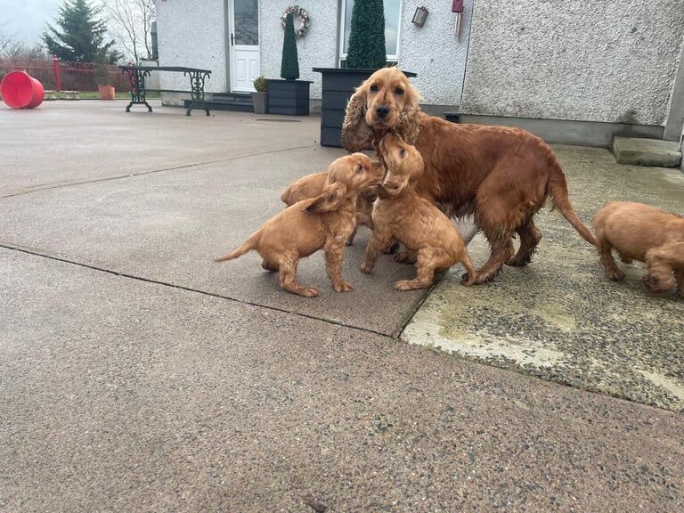 Kennel Club Registered Golden Cocker Spaniel Puppies For Sale | Cocker ...