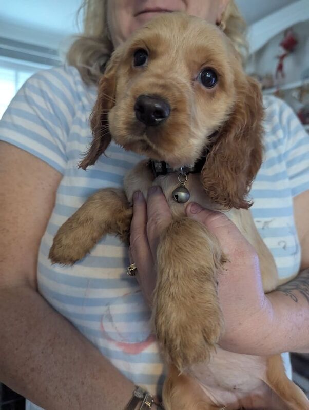 Kennel Club Registered Golden Cocker Spaniel Puppies For Sale | Cocker ...