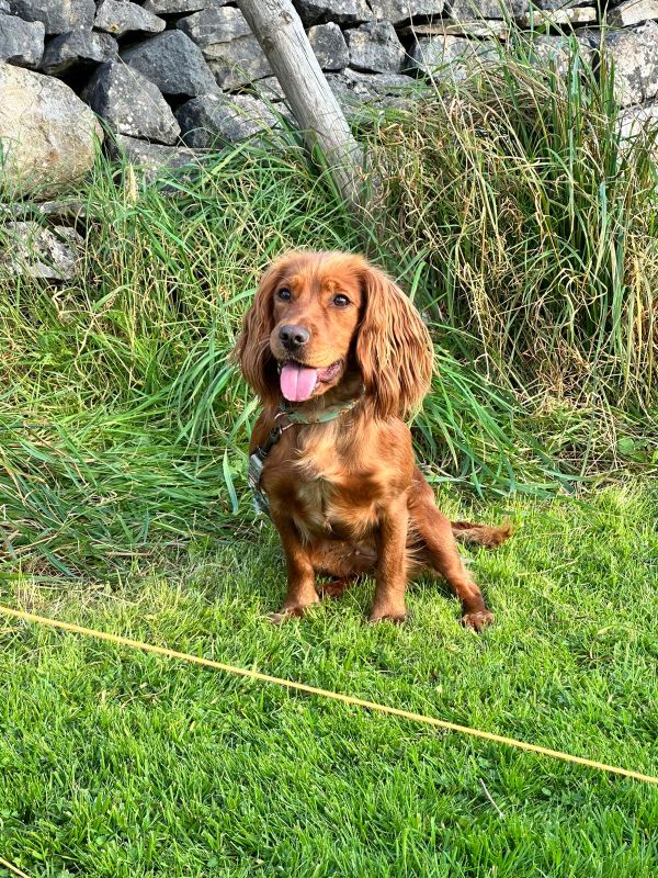 Red Working Cocker Spaniel Puppies For Sale in Ottery St Mary, Devon