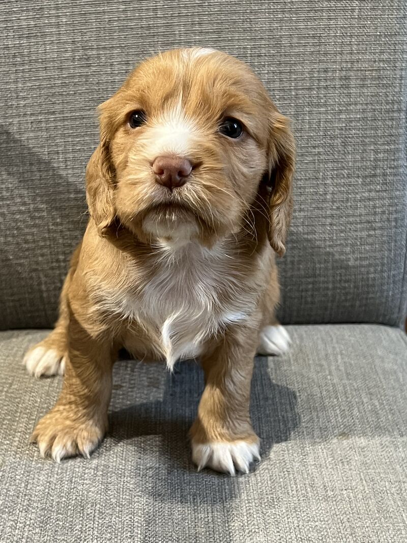 Red Working Cockers For Sale - Cocker Spaniel Puppies For Sale in ...