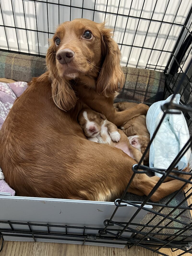 Red Working Cockers For Sale - Cocker Spaniel Puppies For Sale in ...