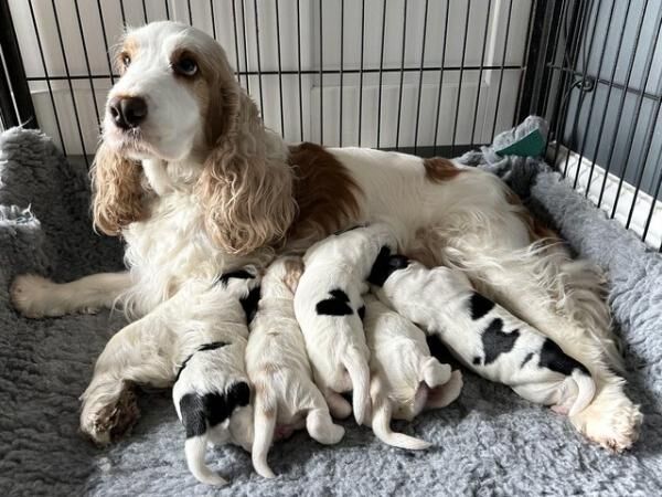 Show Cocker Spaniel Puppies For Sale | Cocker-spaniel-owners.co.uk